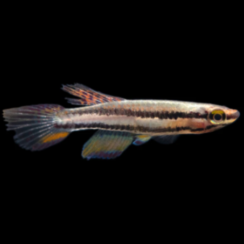 Striped Killifish
