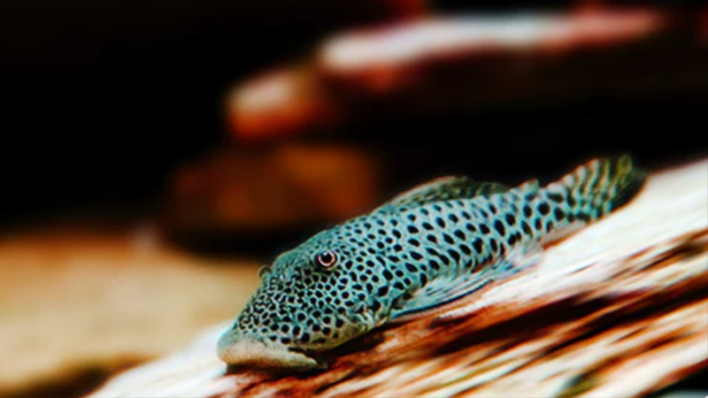 What are Pleco L-Numbers