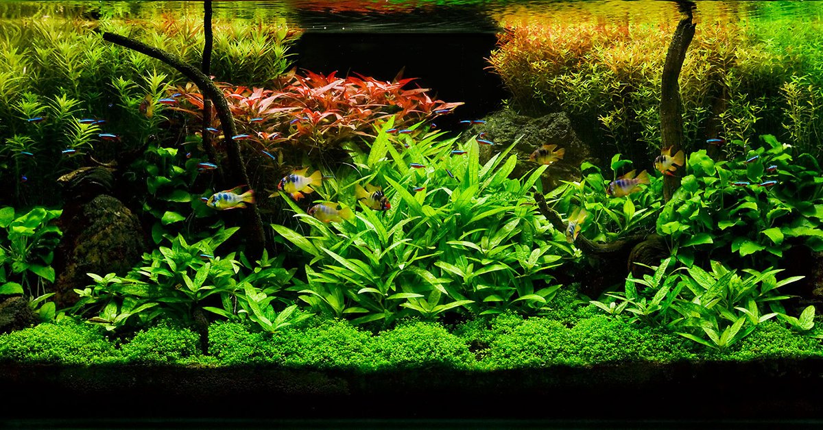 Live Aquarium Plants