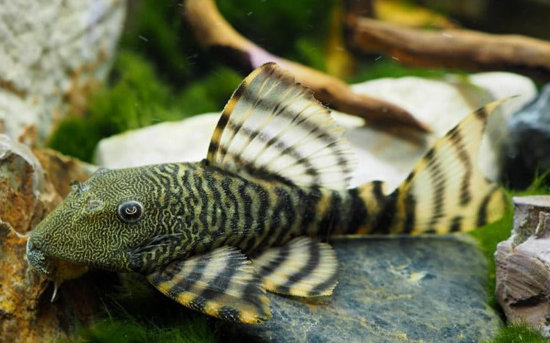 Tiger Pleco Alenquer Tiger Pleco L397 (Tank Bred) – Joe's Aqua