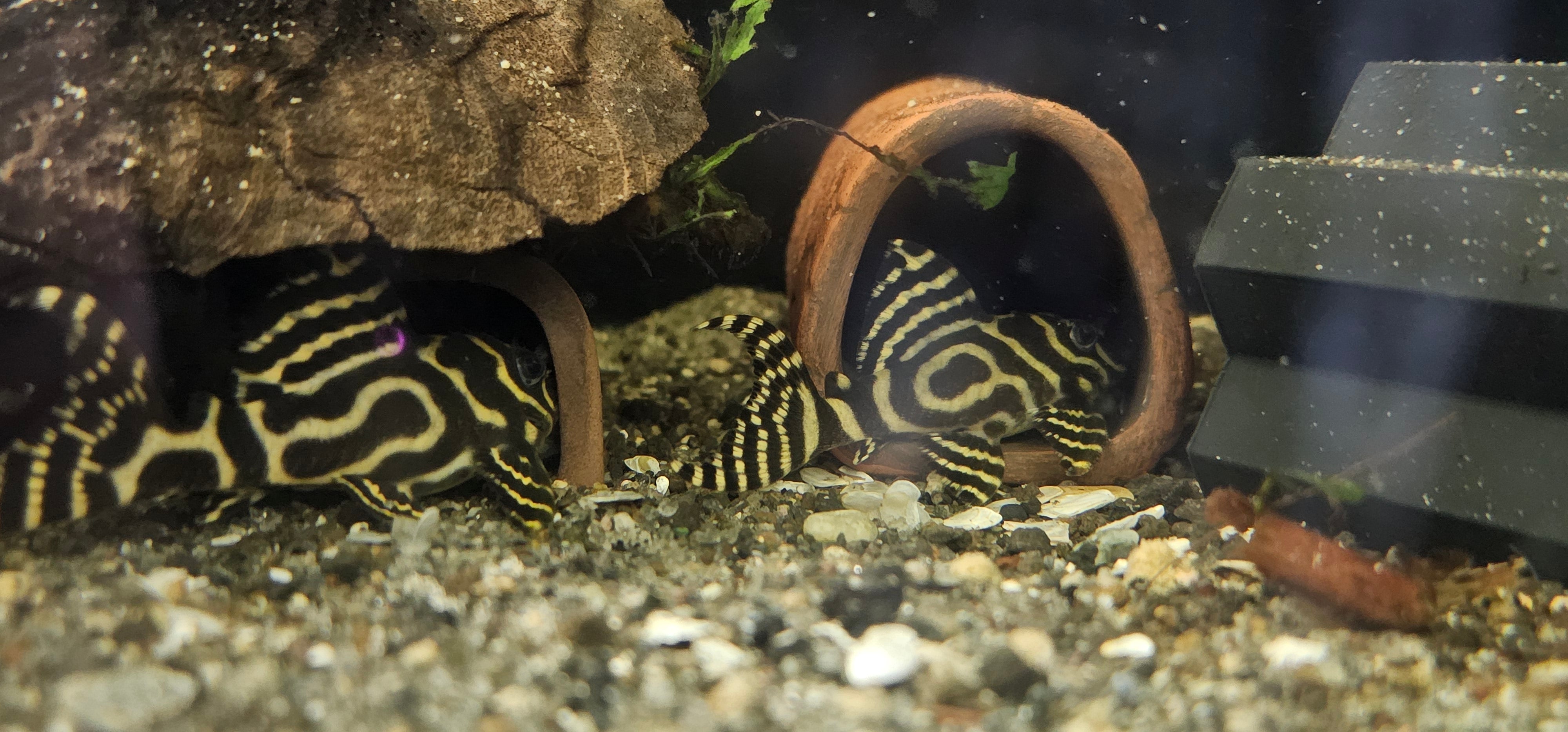 King Tiger Pleco (L333)