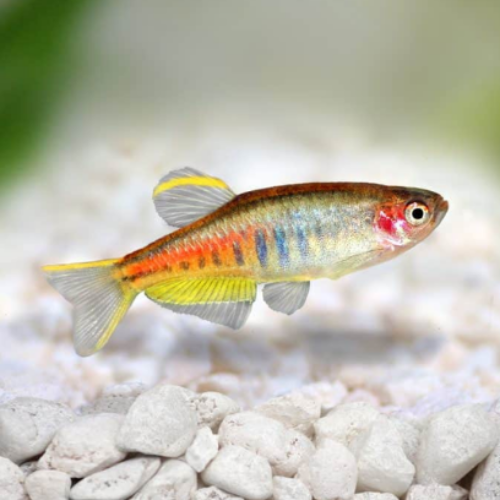 Glowlight Danio Glowlight Danio M/L Watermarque