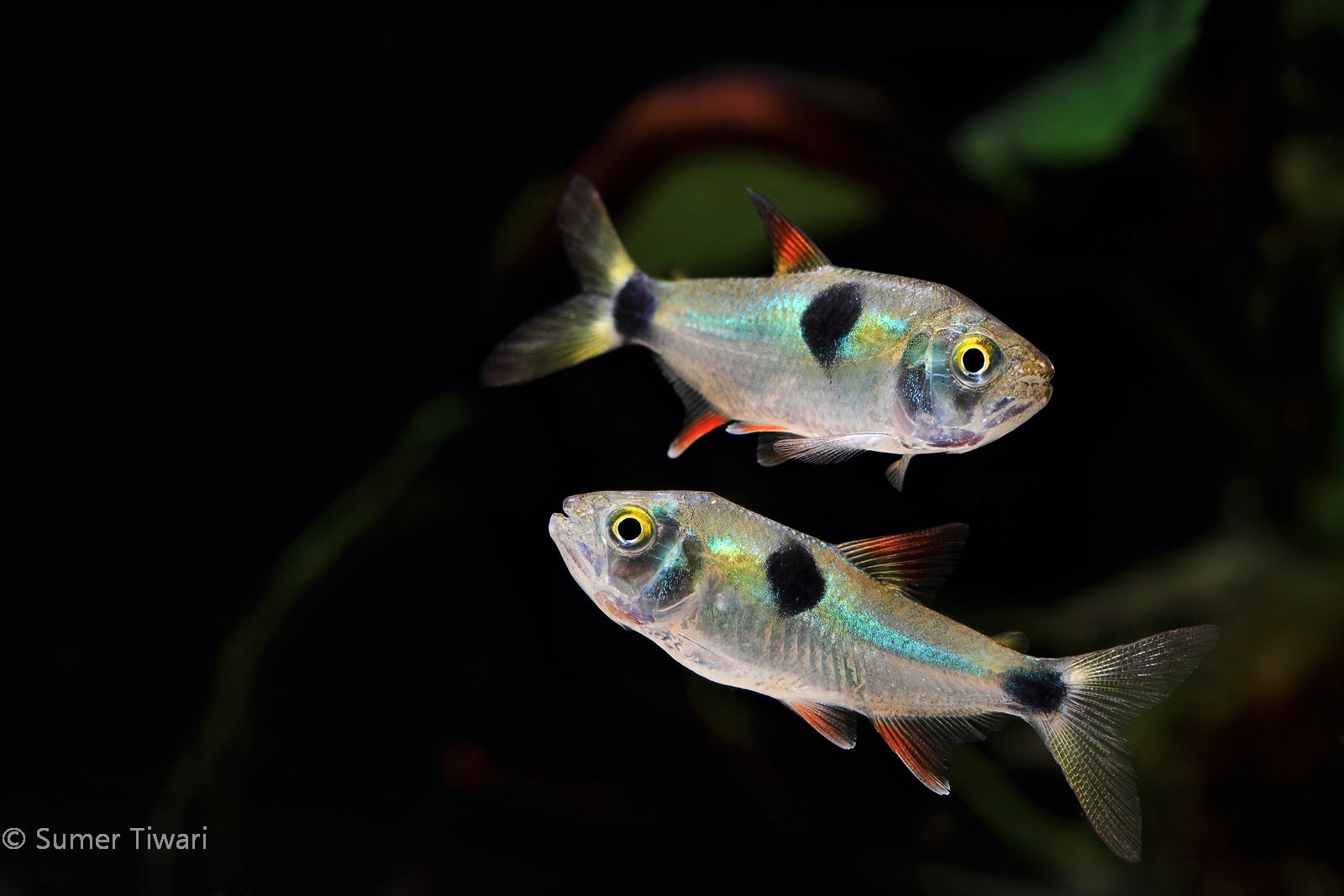 Bucktooth Tetra