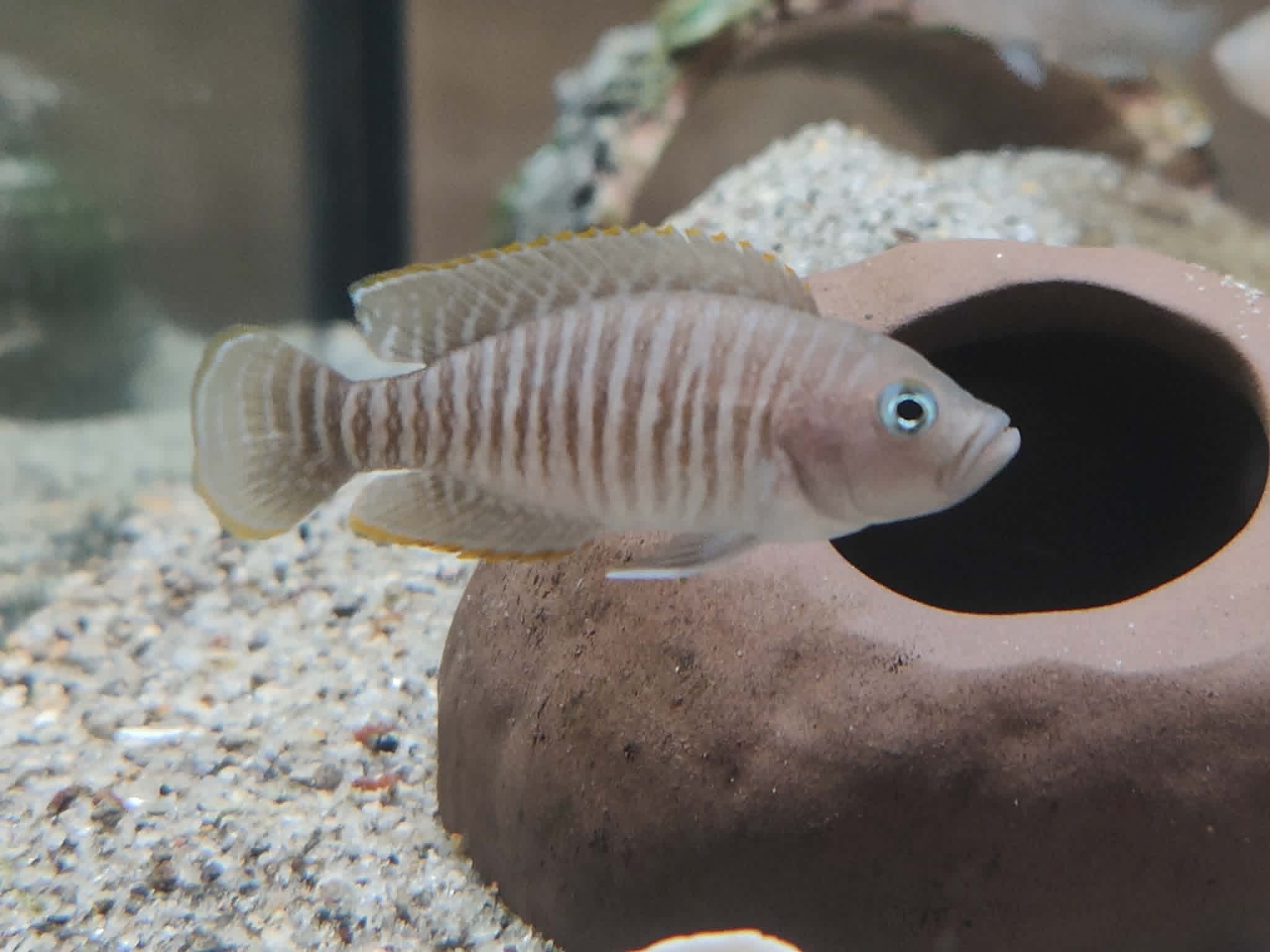 Shell Dwelling Cichlid - Neolamprologus Multifasciatus