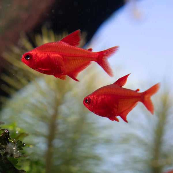 Aquarium Fish, Plants & Reptile Products