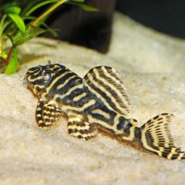 Colombian Zebra Pleco (L129)