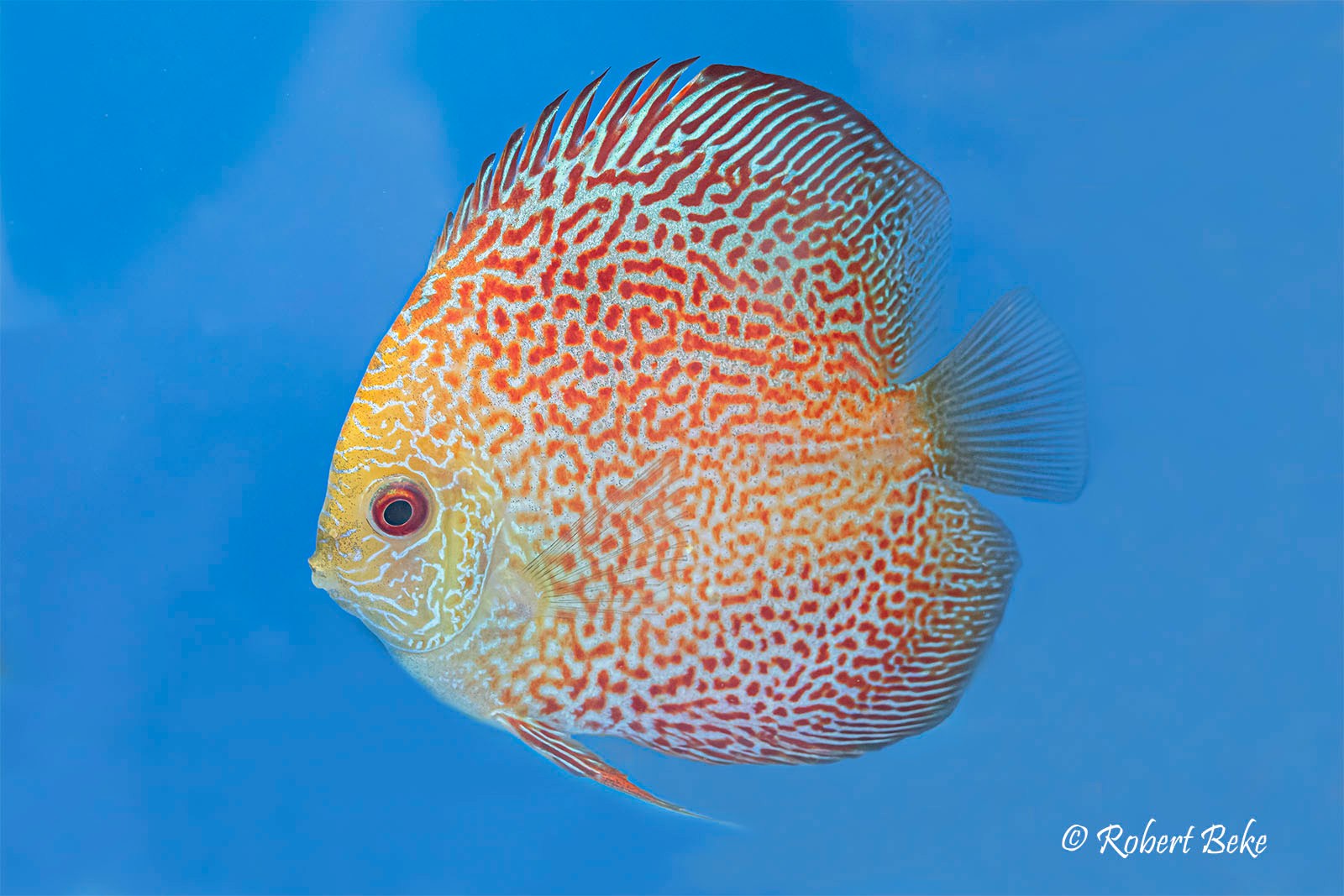 Red Spotted Discus