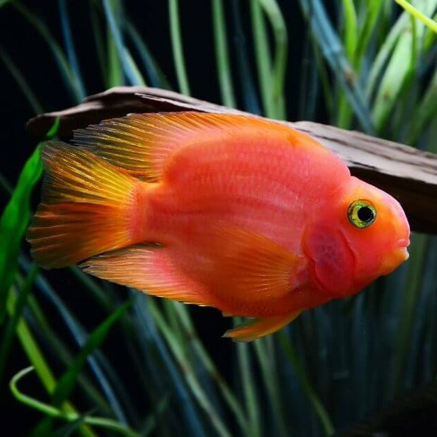 Red Blood Parrot Fish