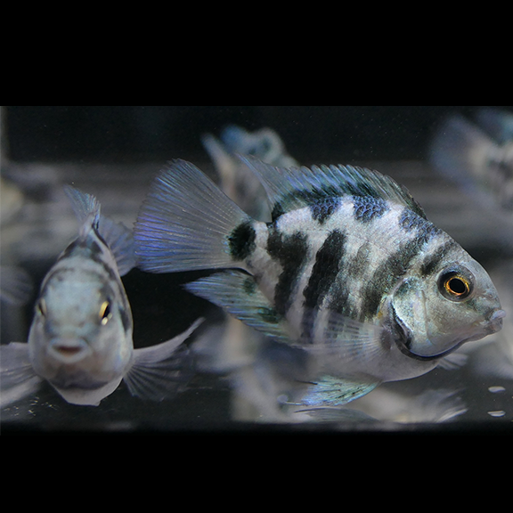 Blue Parrot Fish Aquarium