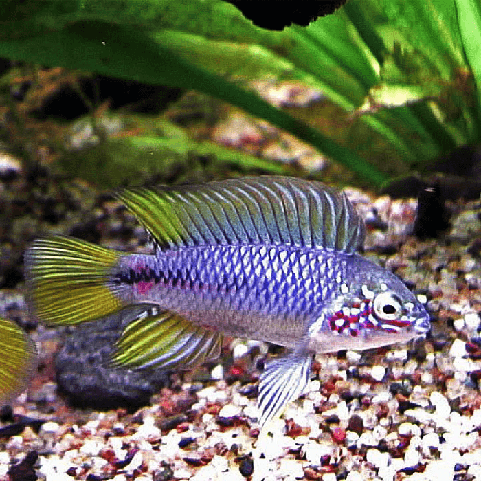 Apistogramma Borelli (Pairs)
