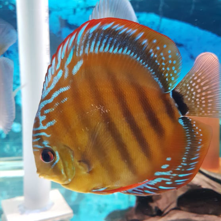 Brown Discus Fish Red Turquoise Discus – Myrtle Beach Discus