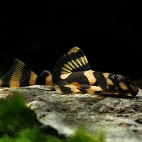 Butterfly Pleco L168 Pleco Zonancistrus Pulcher Dekeyseria Brachyura