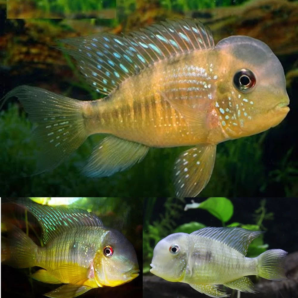 Geophagus Balzanii
