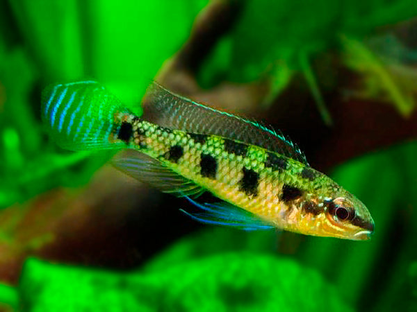 Checkerboard Cichlid