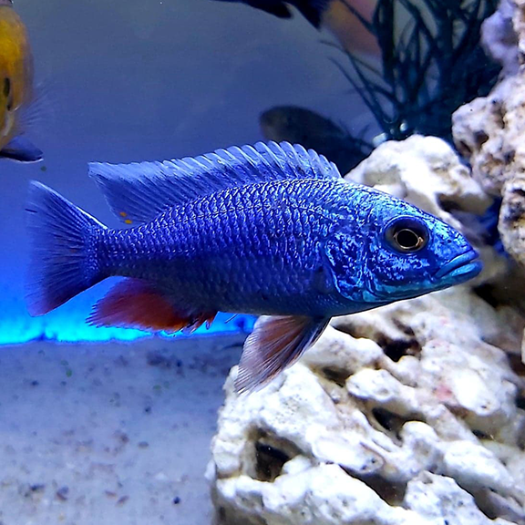 Electric Blue Cichlid Fish
