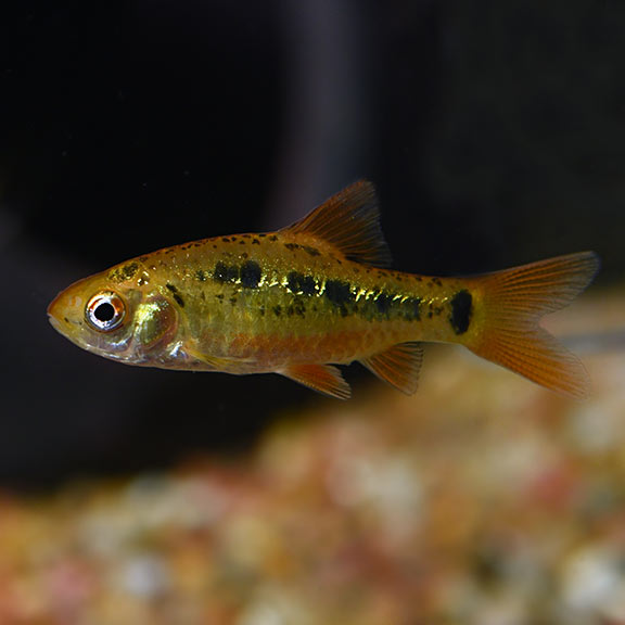 Golden Barb
