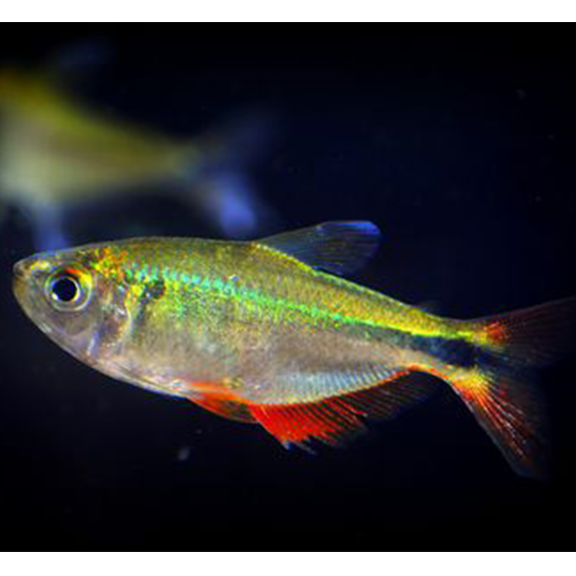 Head & Tail Light Tetra