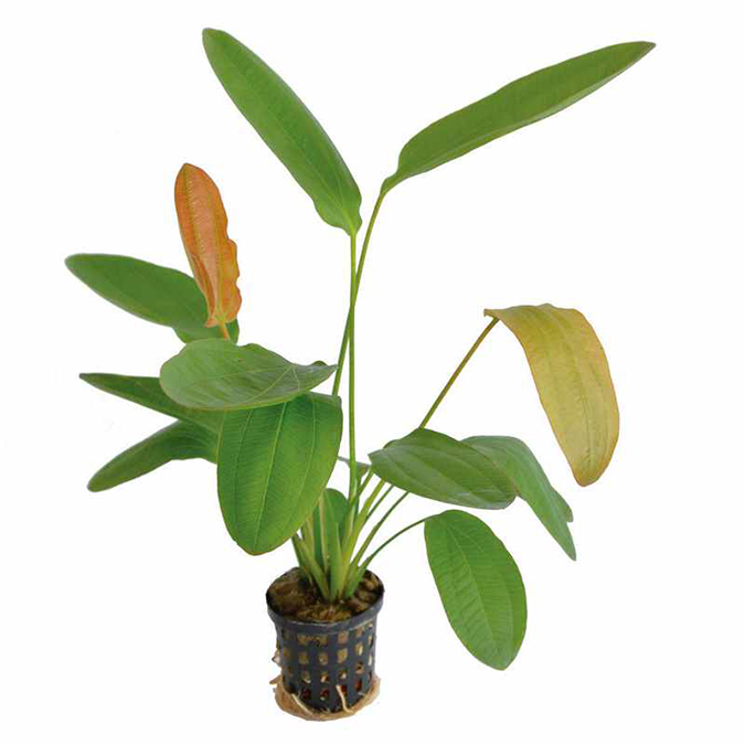 Osiris Sword (Echinodorus Osiris)