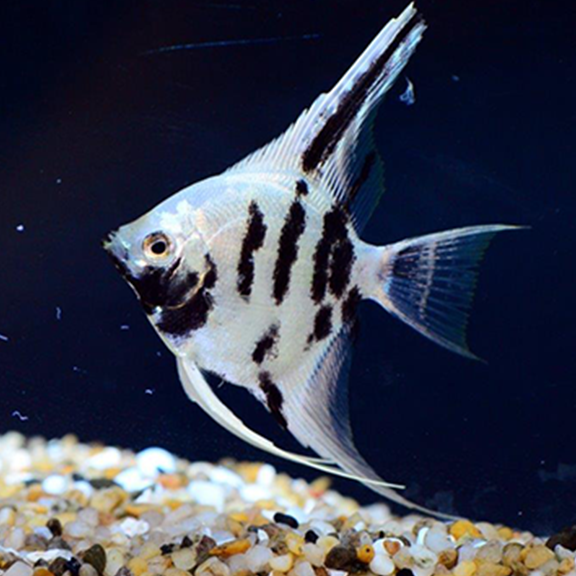 White Marble Angelfish Blue Marble Veil