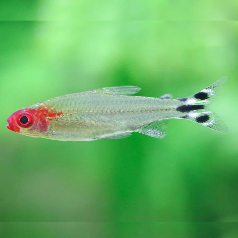 Rumminose Tetra Rummy Nose Rasbora (Sawbwa Resplendens), Tank Raised!