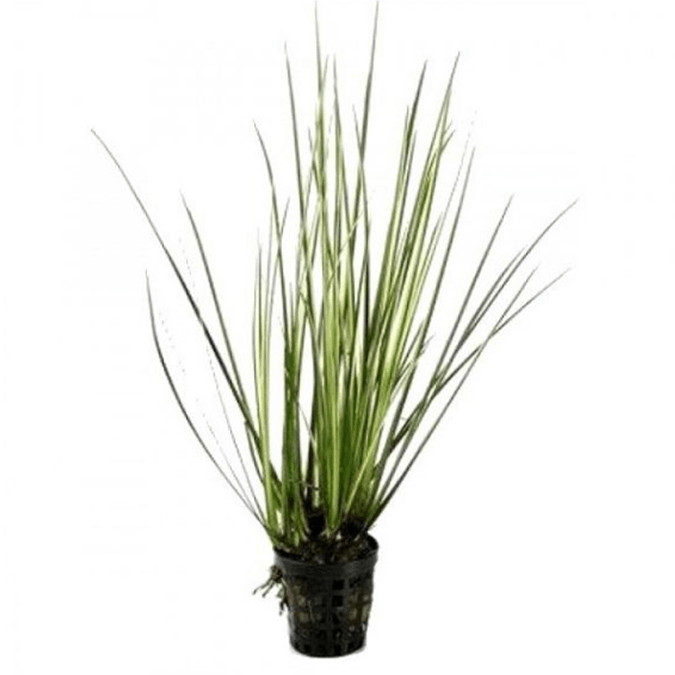 Japanese Rush (Acorus Gramineus Variegatus)