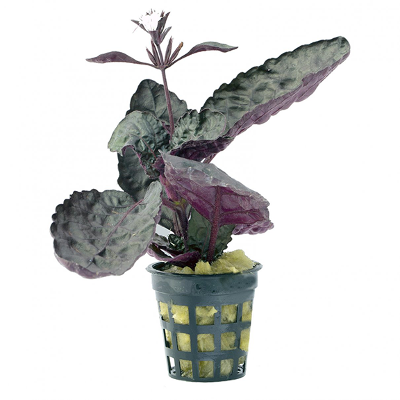 Scarlet Leaf (Hemigraphis Colorata)