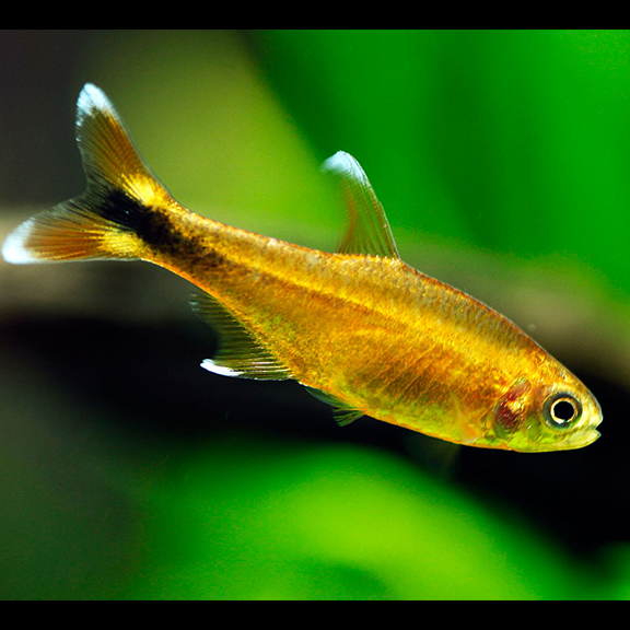 Silver Tip Tetra