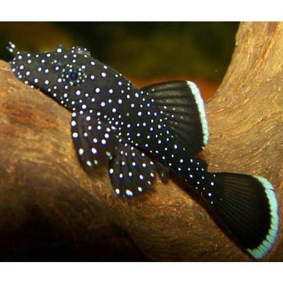Starlight Pleco (L183)