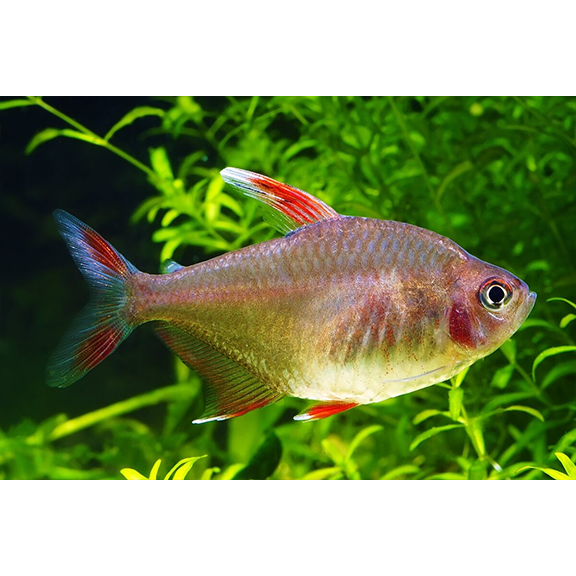 White-Fin Ornate Rosy Tetra