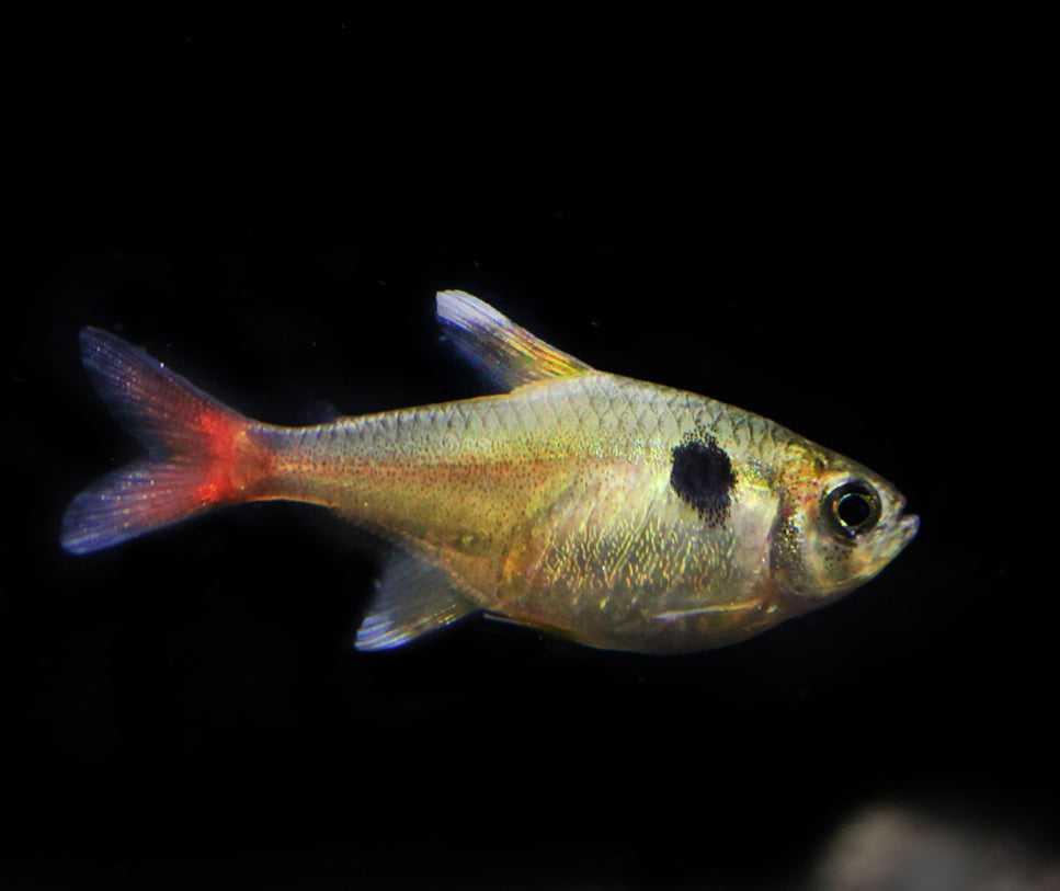 Yellow Phantom Tetra