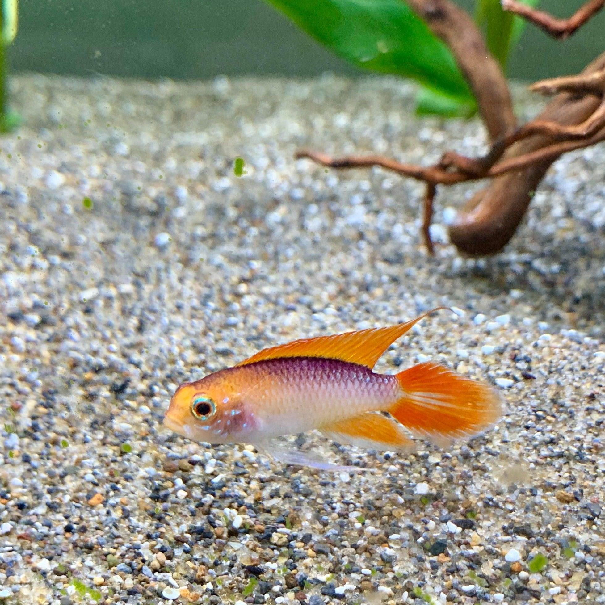 Apistogramma Agassizii Gele Dwergcichlide Apistogramma Agassizii
